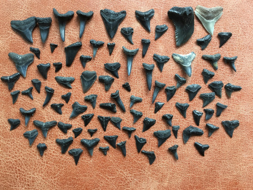 Shark Tooth Hunting in Charleston! | Adventure IO